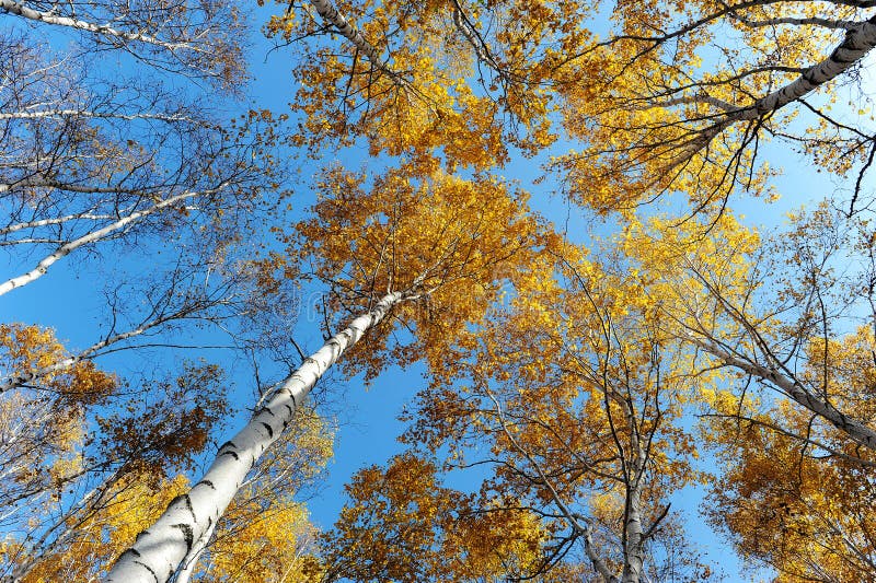 Birch tree tops in autumn stock image. Image of colorful - 33876861