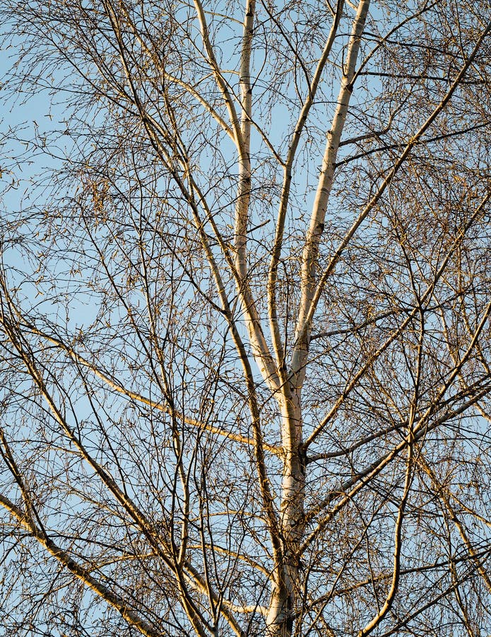 Birch Tree Tops without Leaves Stock Photo - Image of blue, weather ...