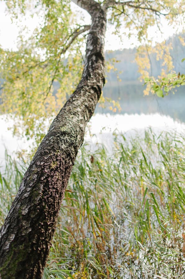A Birch Tree Trank Over Water Stock Photo - Image of flows, birch: 90573590