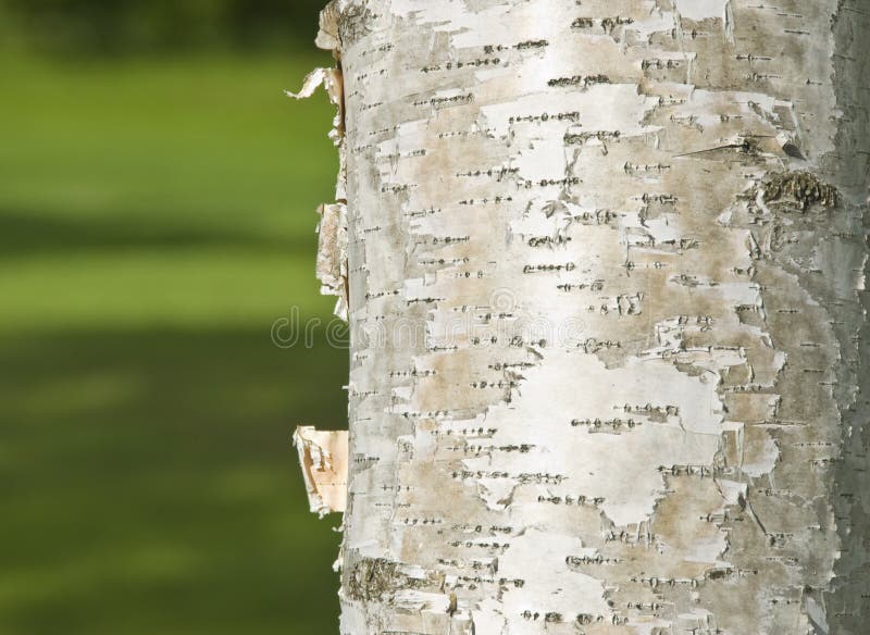 Birch Tree Trunk stock photo. Image of close, birch, trunk - 5630080