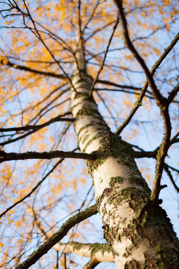 Birch tree at autumn stock photo. Image of fall, season - 132364604