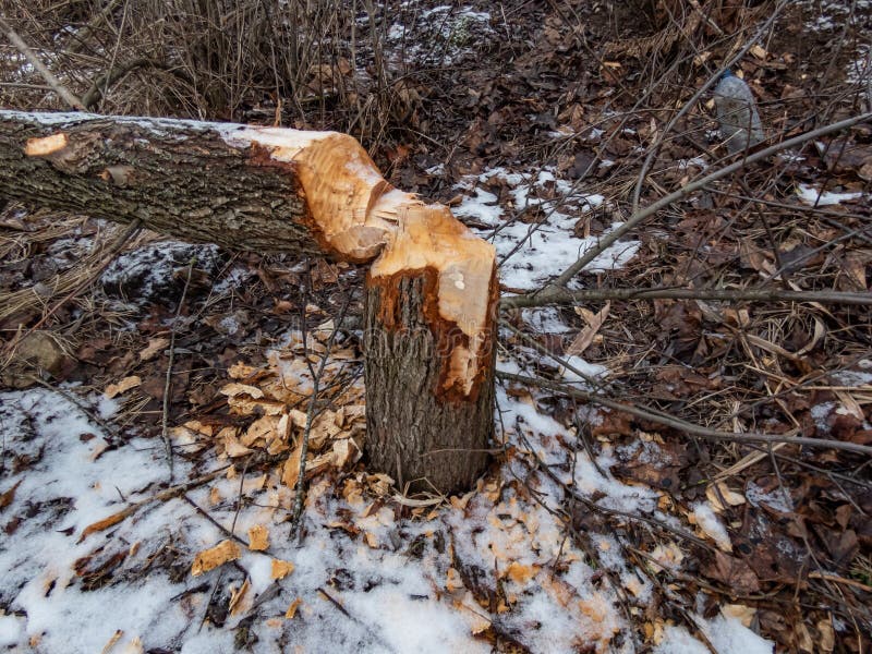 Birch Tree Trunk with Beaver Activity Damage and Signs on Wood Trunk ...
