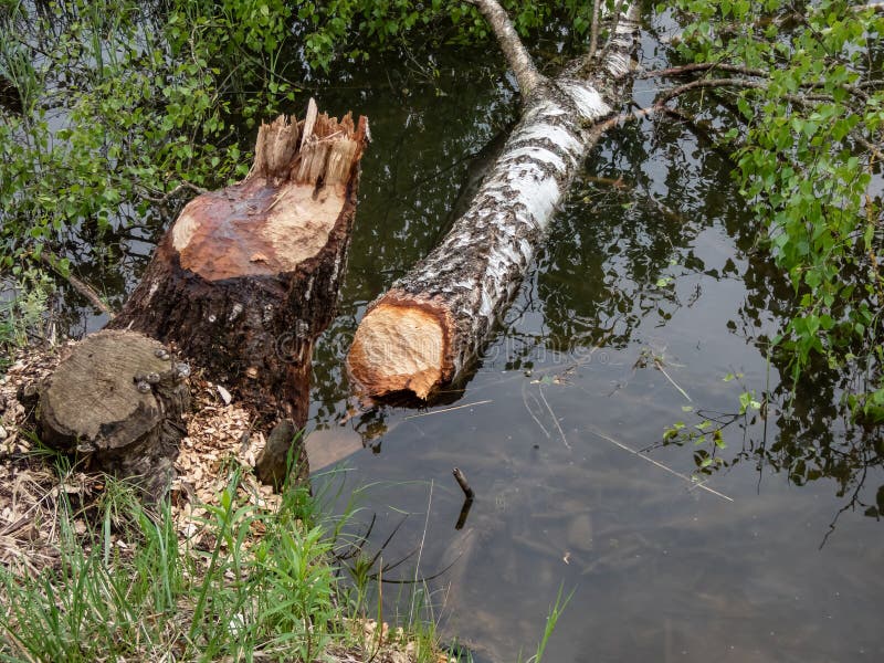 Birch Tree Trunk with Beaver Activity Damage and Signs on Wood Trunk ...