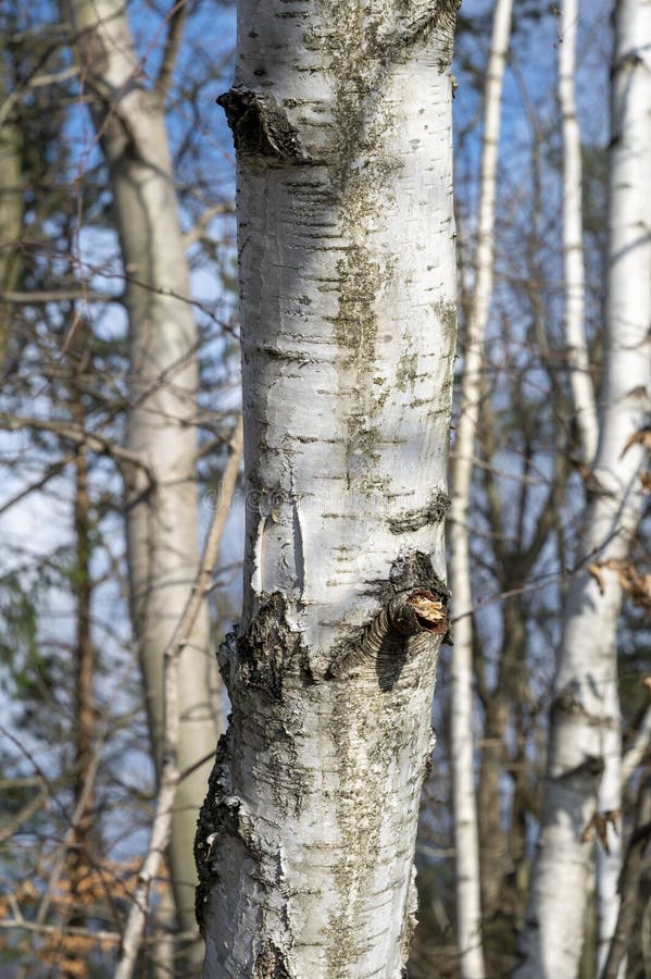 Birch Tree Trunk. Betula Tree Bark Close Up Stock Image - Image of ...