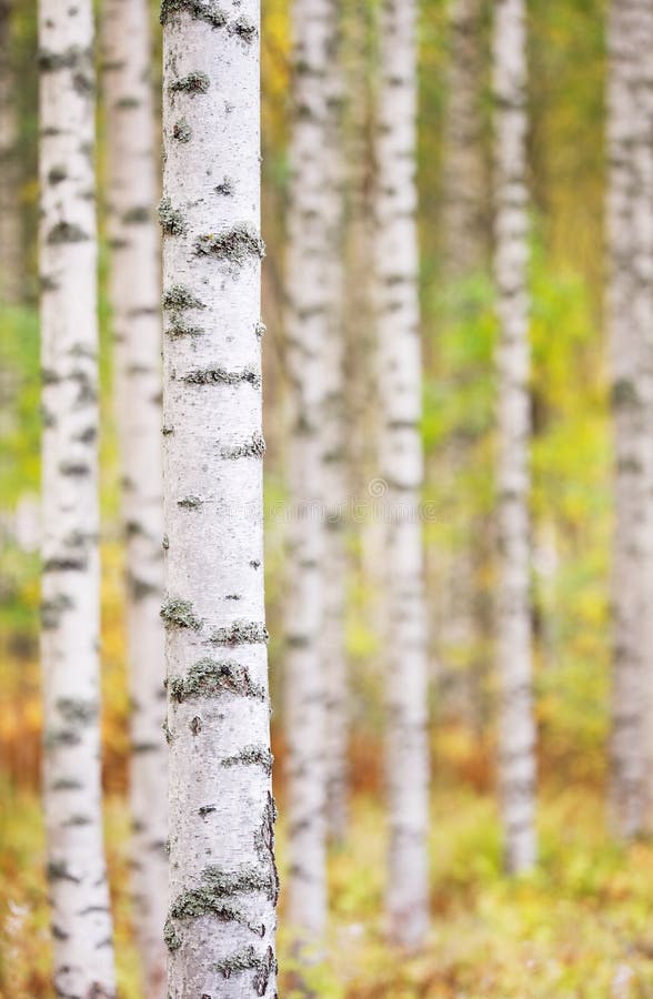 Birch tree trunk stock image. Image of background, branch - 118964119