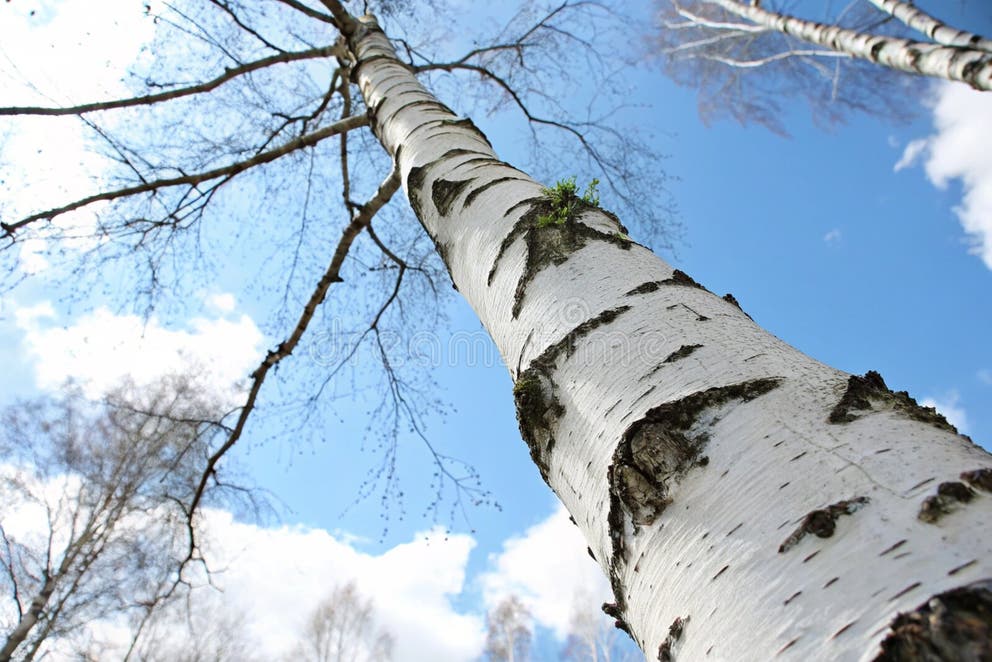 Birch Tree Trunk with Blue Sky Background Stock Illustration ...