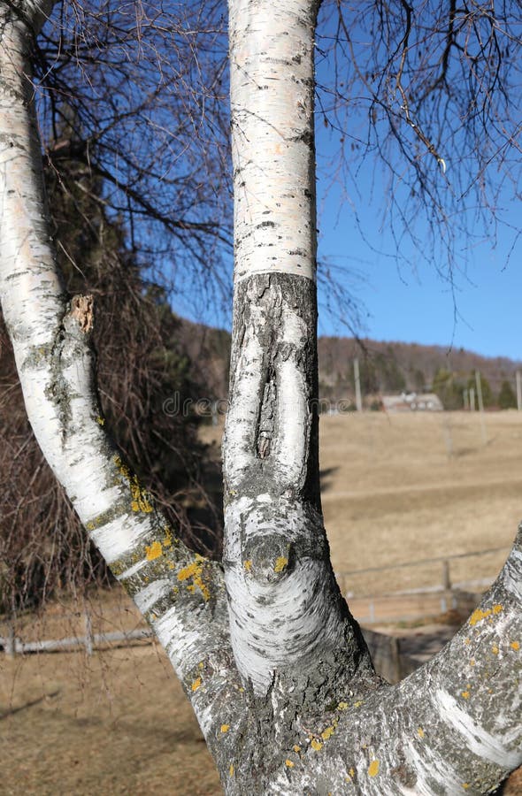 Birch with the Trunk of the Characteristic White Color and the B Stock ...