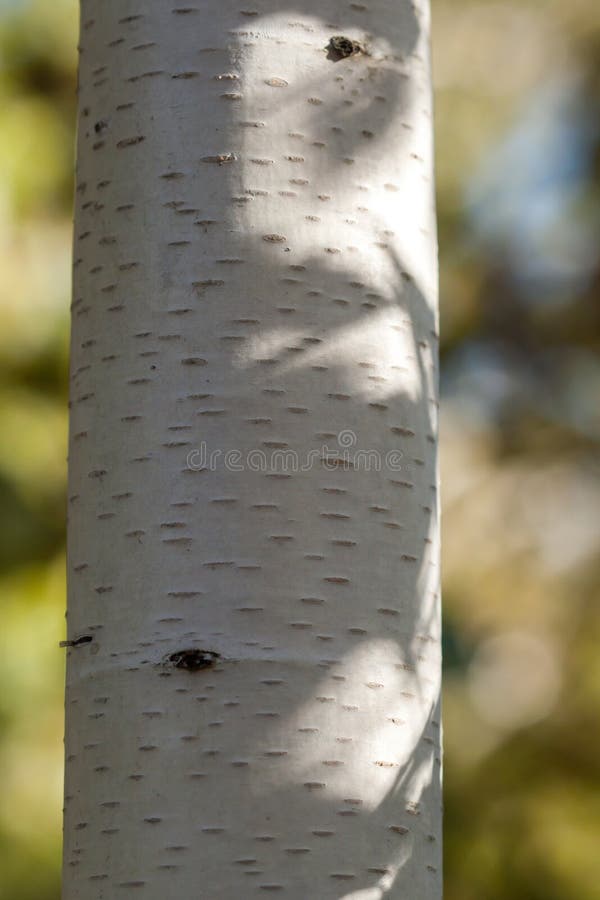 Birch tree trunk stock photo. Image of details, deciduous - 82307058