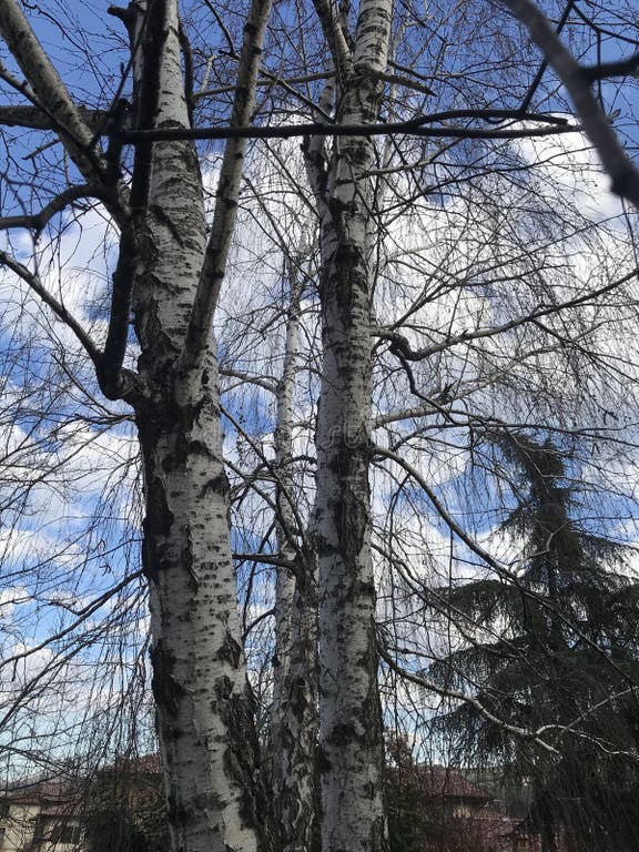 Birch tree trunk close-up stock photo. Image of close - 316600824