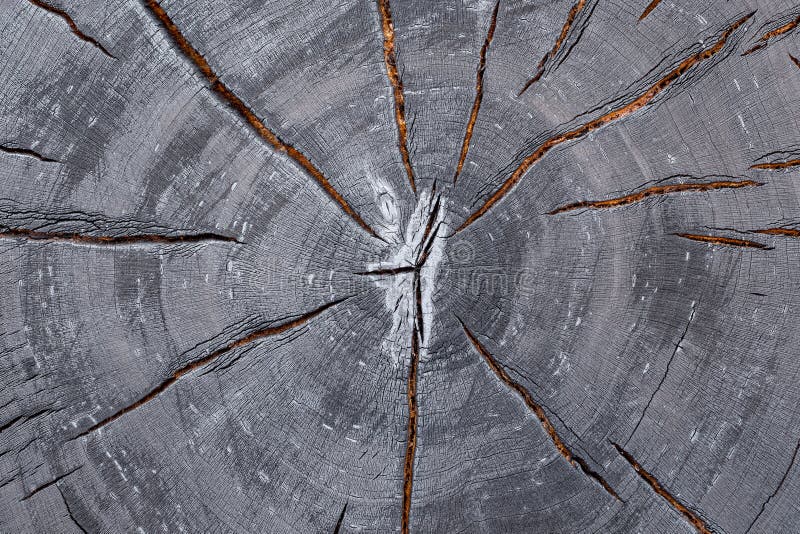 Birch Tree Trunk Cross Section with Cracked and Burned Surface Stock ...