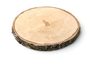 Birch Tree Trunk Cross Section Stock Photo - Image of rough, cross ...