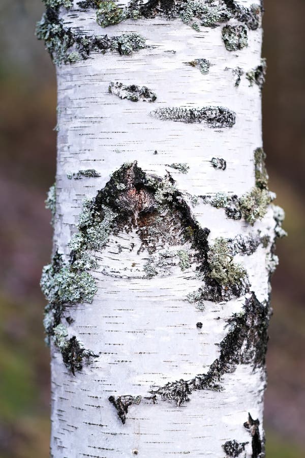 Birch Tree stock image. Image of nature, white, birch - 359730105