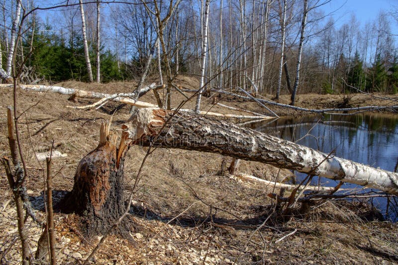 Beaver Bite Marks On Tree Trunk And Water And Trees In Forest In ...