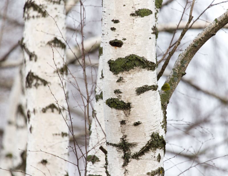 Birch Tree Trunk in a Forest in Nature Stock Image - Image of beauty ...