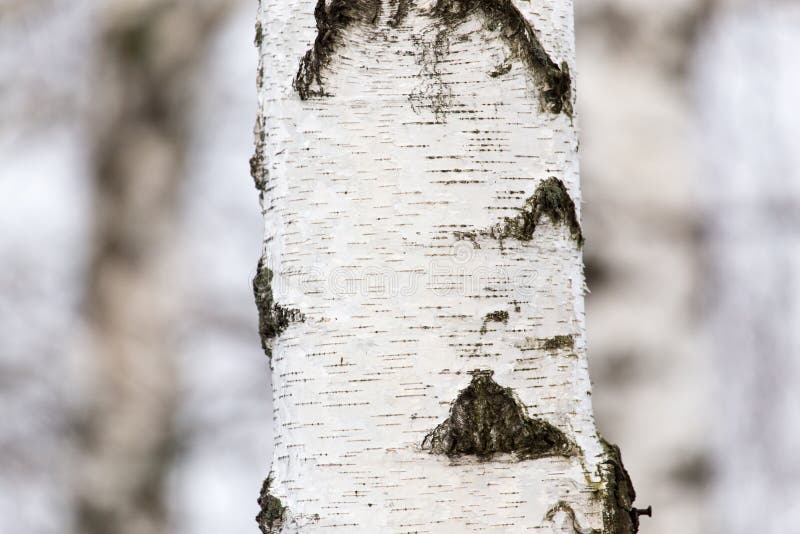 Birch Tree Trunk in a Forest in Nature Stock Image - Image of park ...