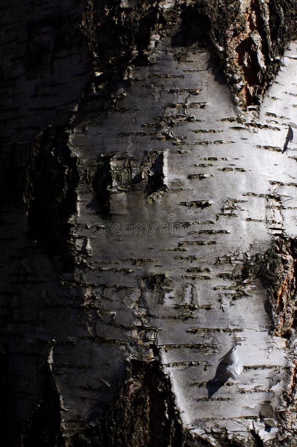 Birch Tree Trunk in Gradient Dramatic Side Lighting Stock Image - Image ...
