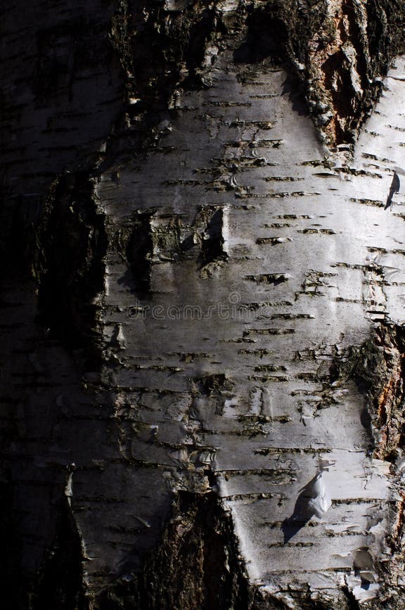 Birch Tree Trunk in Gradient Dramatic Side Lighting Stock Image - Image ...