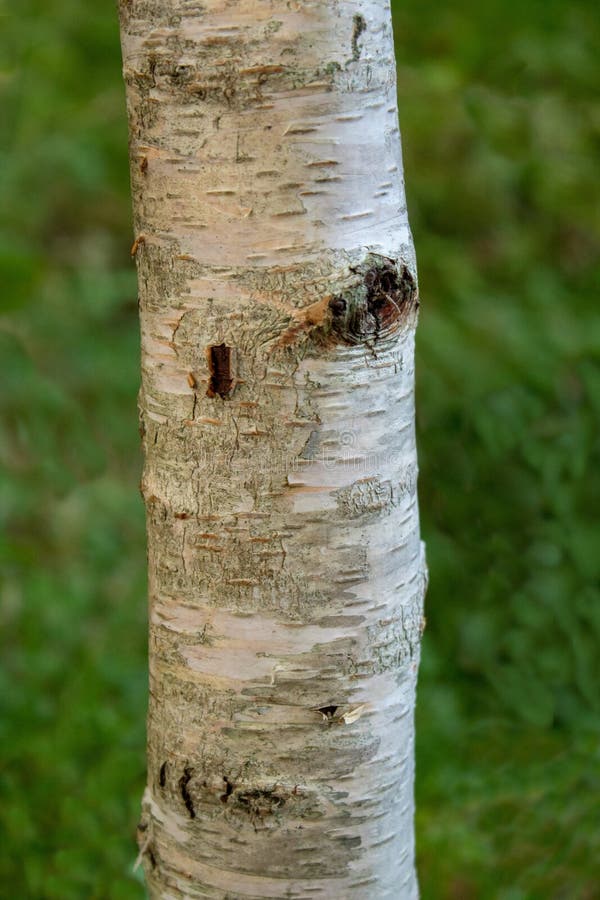 Birch Tree Trunk on a Green Background Stock Photo - Image of woods ...
