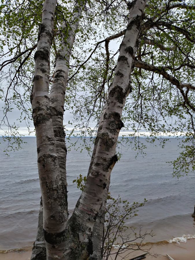 Lake Water Horizon Birch Tree Trunk Branches White Stock Photo - Image ...