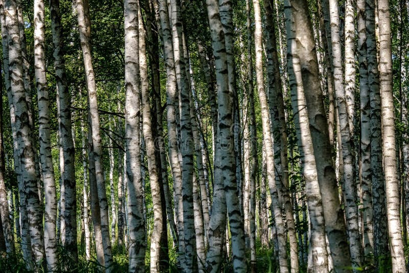 Birch tree trunk texture stock image. Image of lush - 121435881