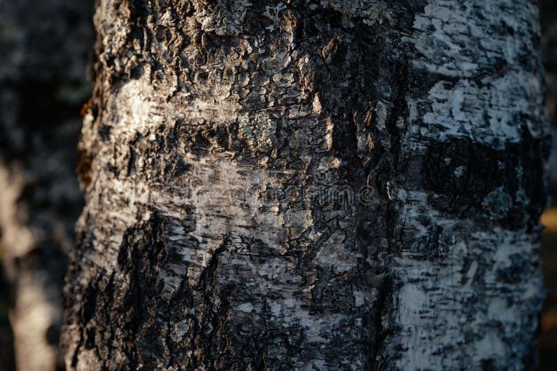 Birch Tree Trunk with White Bark Stock Image - Image of flora ...