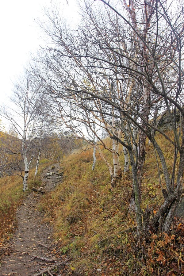 Birch tree trunk stock photo. Image of scenery, bark - 380056260