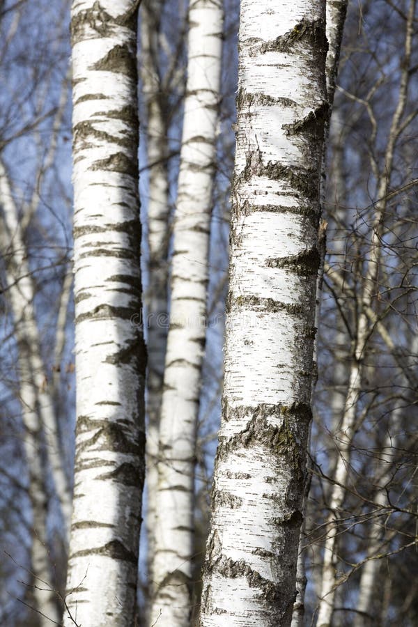 Birch tree trunks stock image. Image of winter, group - 87372179