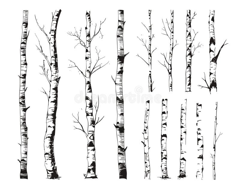 Birch Tree Trunks, Tree and Textures. Birches Grunge Isolated Elements ...