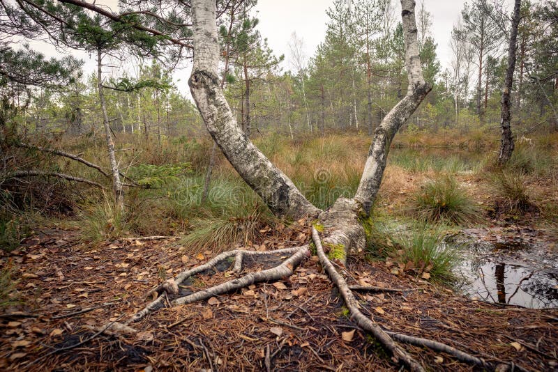 A Birch Tree with Two Trunks Forming a "V" Shape and Its Exposed Roots ...