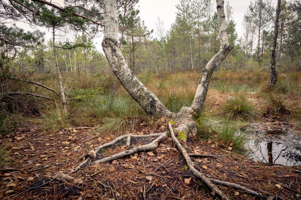 A Birch Tree with Two Trunks Forming a "V" Shape and Its Exposed Roots on the Ground. Stock ...