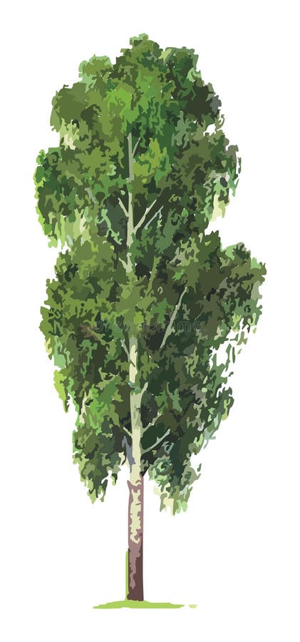 Birch tree. Vector stock vector. Illustration of single - 18120124