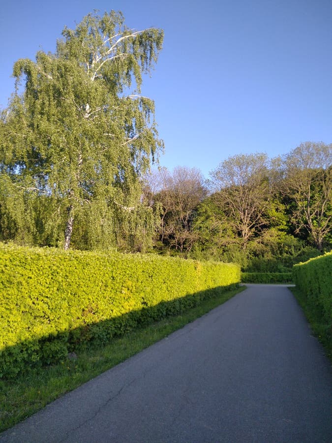Birch tree and way further stock photo. Image of leaf - 247338432