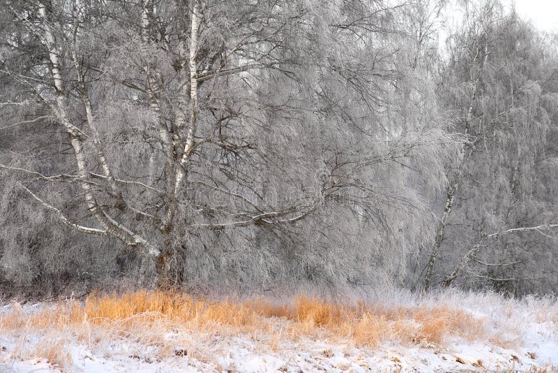 Birch tree in winter stock photo. Image of snow, rural - 25470330