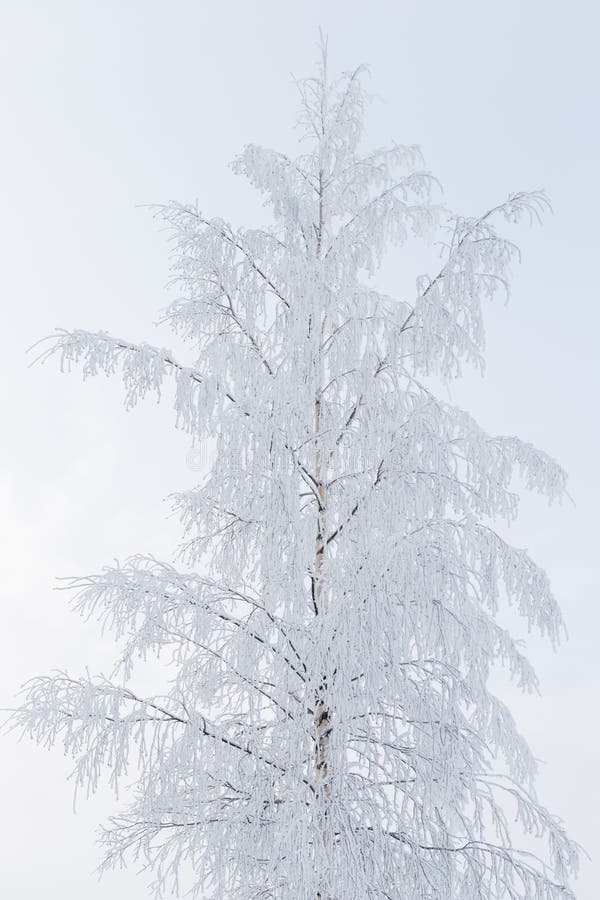 Birch tree covered in snow stock image. Image of birch - 109430355