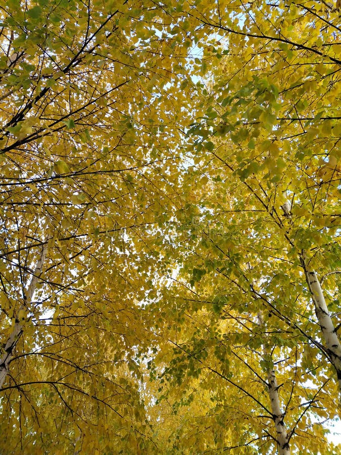Birch tree yellow stock photo. Image of foliage, garden - 234560176