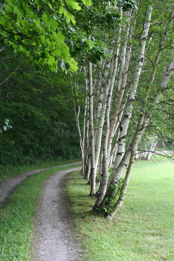 Birch Trees stock photo. Image of color, outdoor, green - 11129478