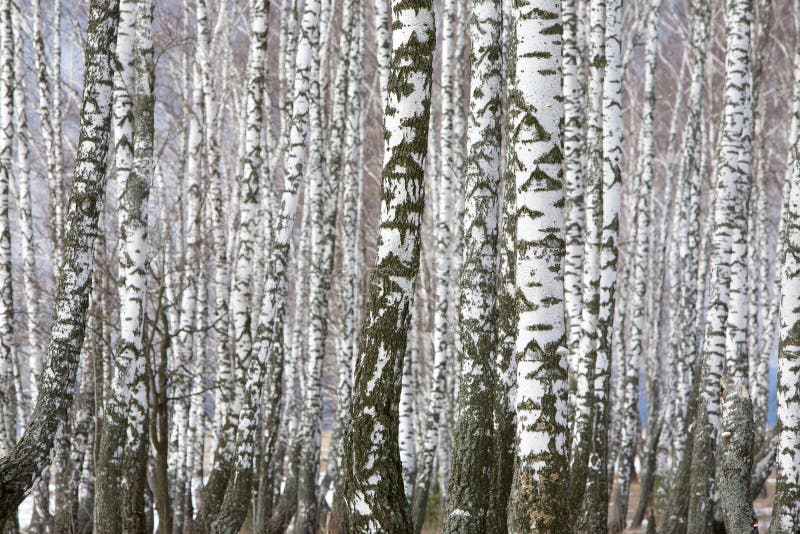Birch trees stock photo. Image of snow, stem, nature - 13030294