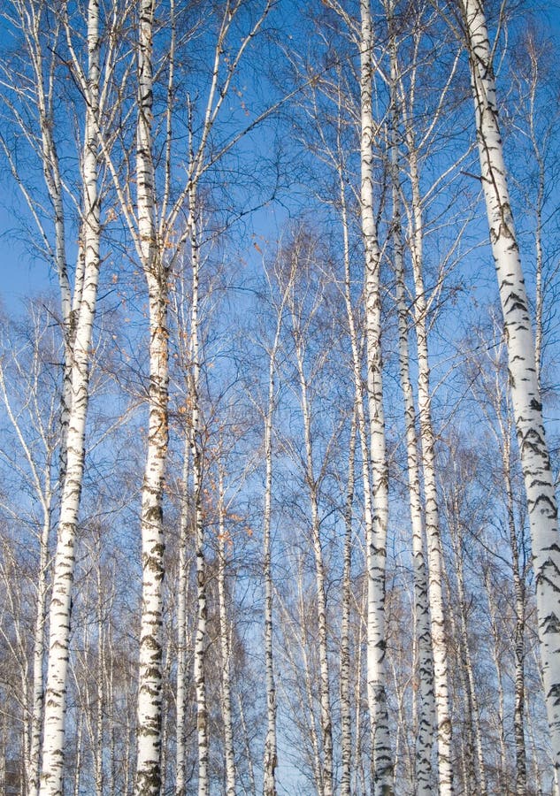 Birch Trees stock image. Image of canada, empty, deciduous - 13362891