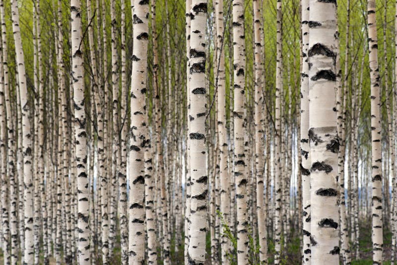 Colorful Aspen Birch Tree stock photo. Image of scenic - 6715184