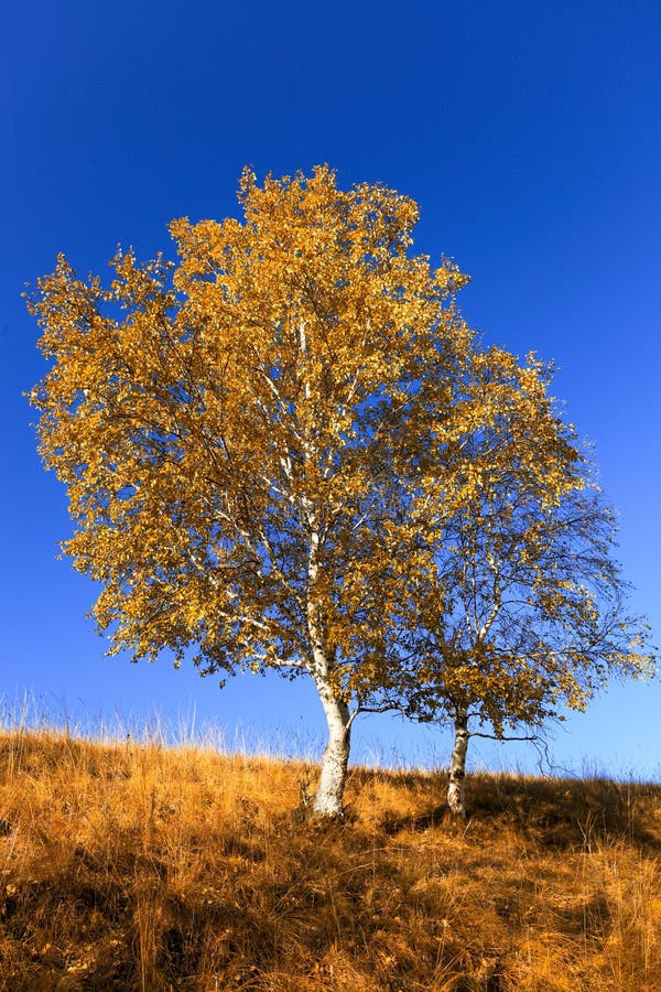 Birch trees stock image. Image of natural, environment - 21601637