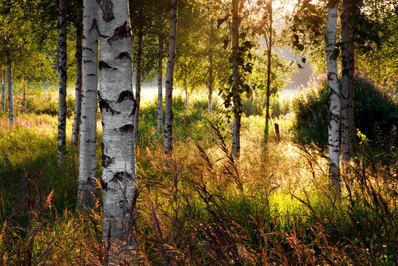 Birch trees stock photo. Image of life, environment, freshness - 25606818