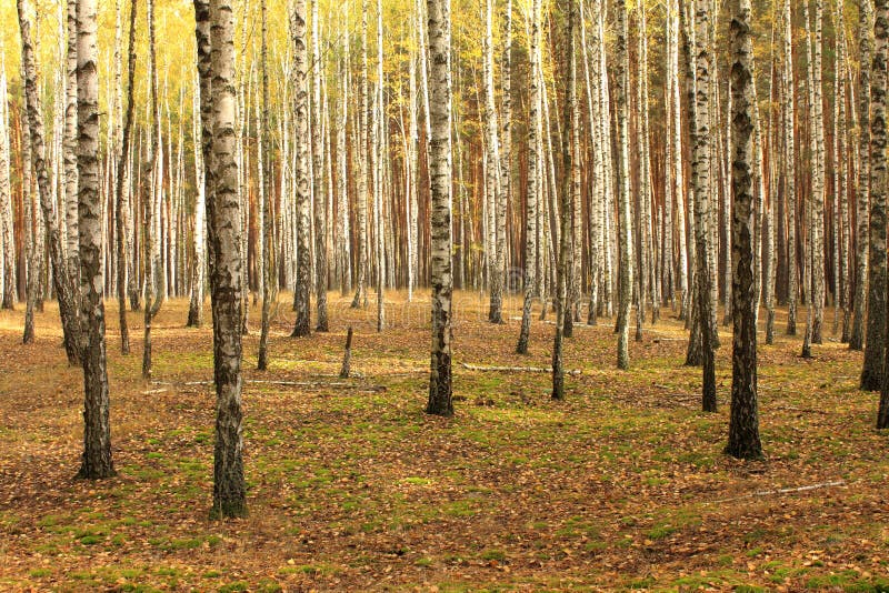 Birch planting stock photo. Image of planting, birch, horizon - 1108278