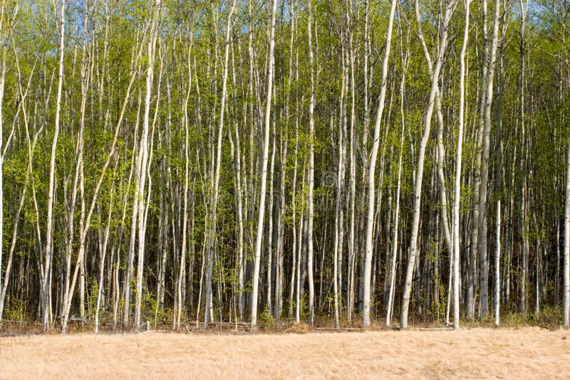 Birch trees stock image. Image of park, leaf, tall, scenic - 3007815