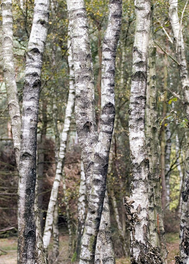 Birch trees stock photo. Image of rows, color, trunk, white - 3441686