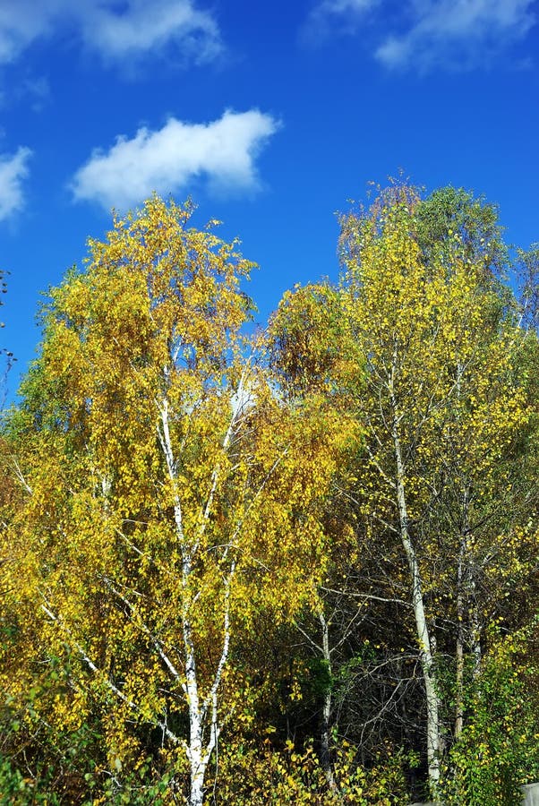 Fall Colors, Birch Trees, Autumn, Upper Michigan Stock Photo - Image of ...