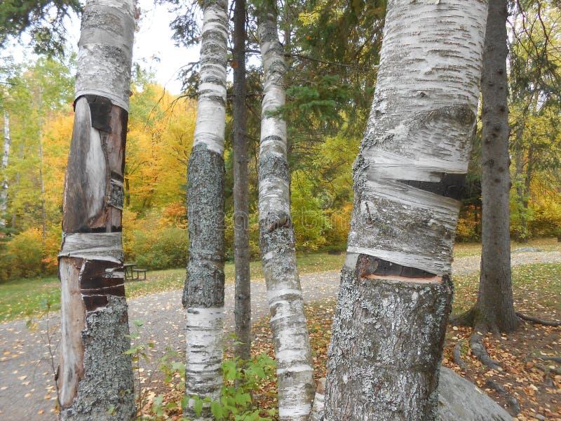 Birch Trees of Algonquin Park Stock Image - Image of scenic, betula ...