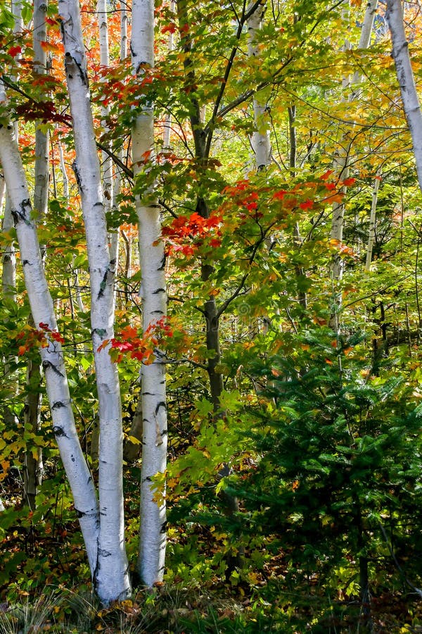 Birch Trees in Autum Season Stock Photo - Image of colorful, trees ...