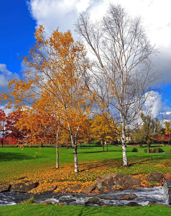 Birch Trees In Autumn Stock Images - Image: 11444744
