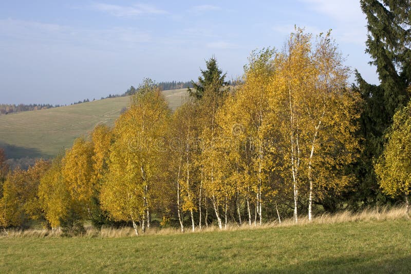 Birch Trees In Autumn Picture. Image: 23651314
