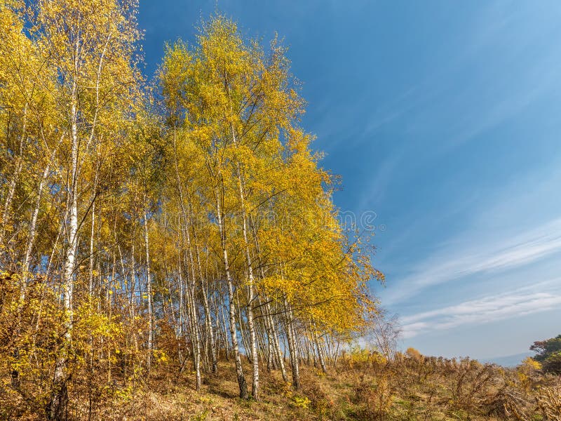 Birch Trees in Autumn Colors Stock Image - Image of leaf, yellow: 61922095